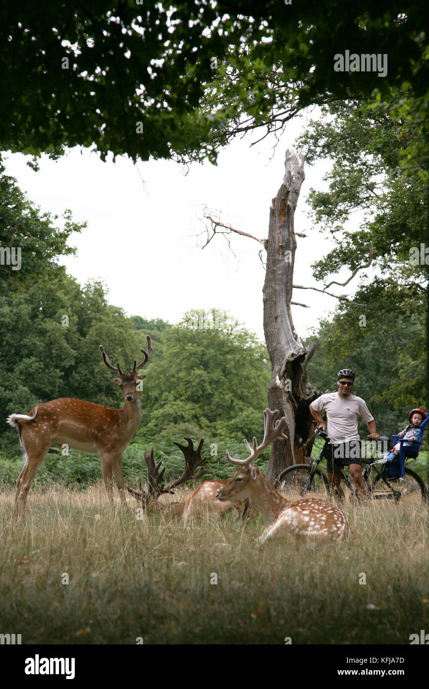 Father of deer hi-res stock photography and images - Alamy