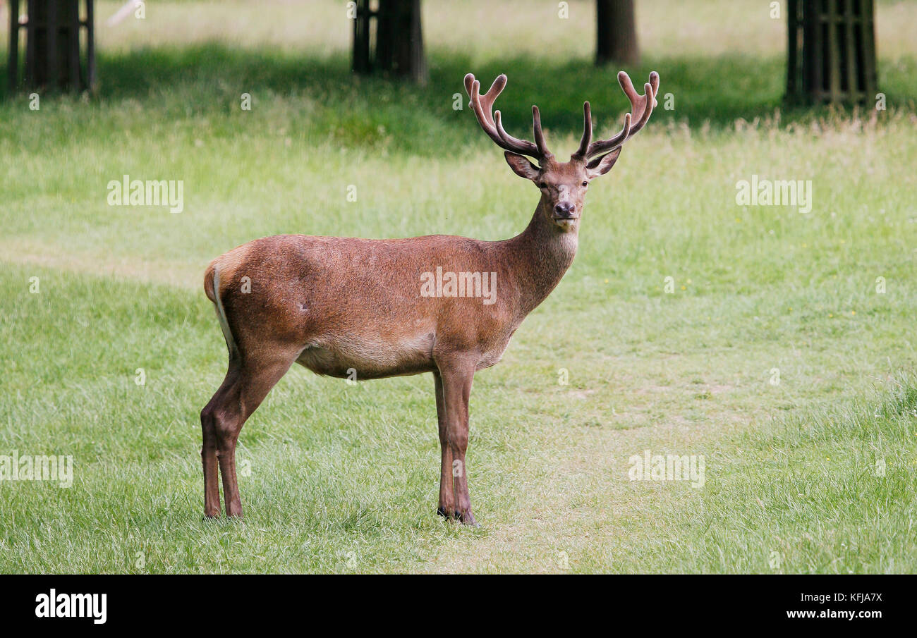 Deer in Richmond Park. Richmond park is famous for more than six ...
