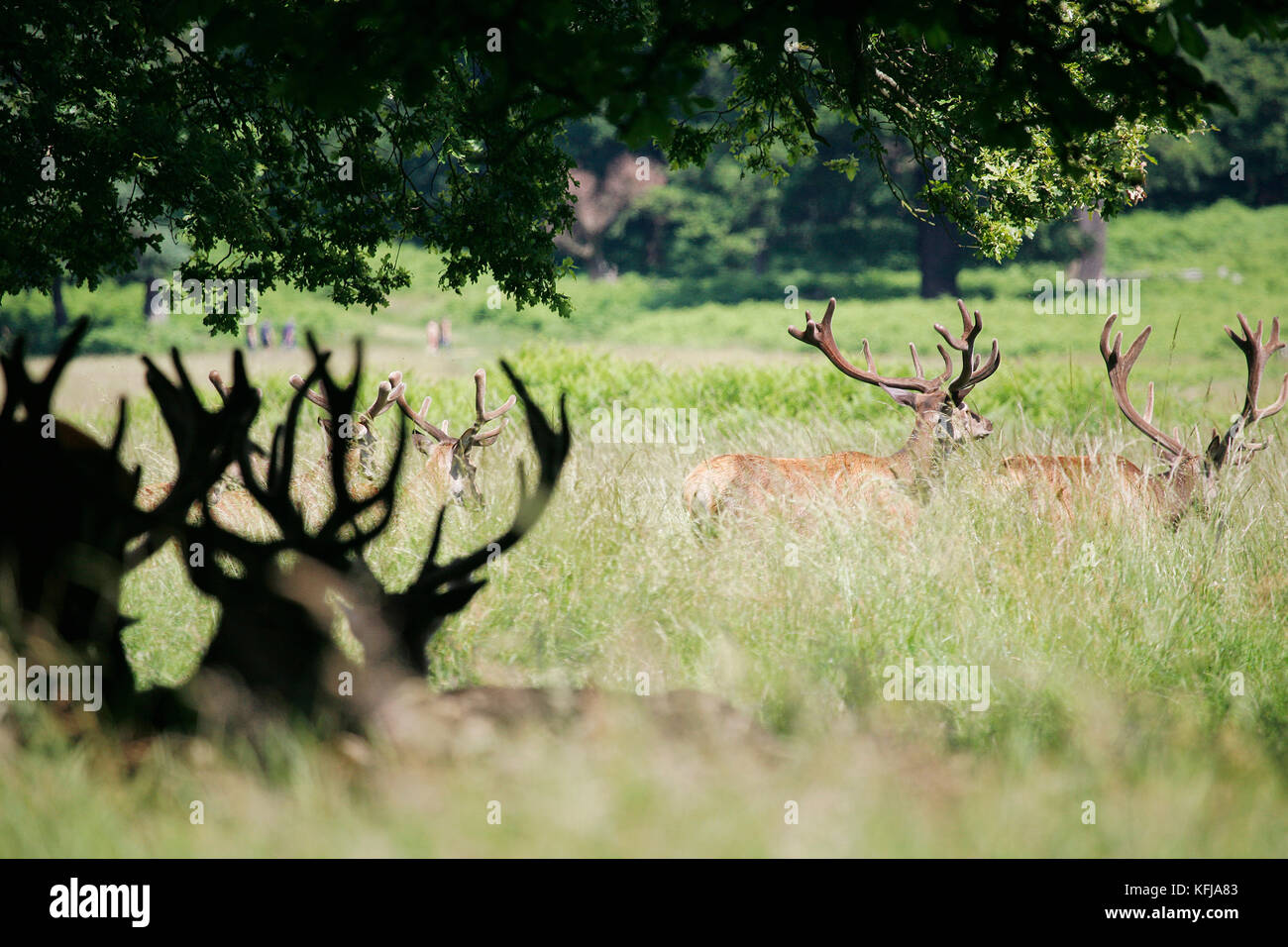 Deer in Richmond Park. Richmond park is famous for more than six ...