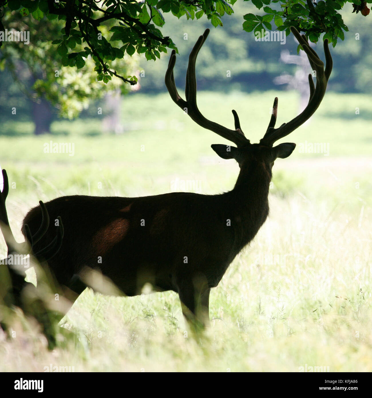 Deer in Richmond Park. Richmond park is famous for more than six ...