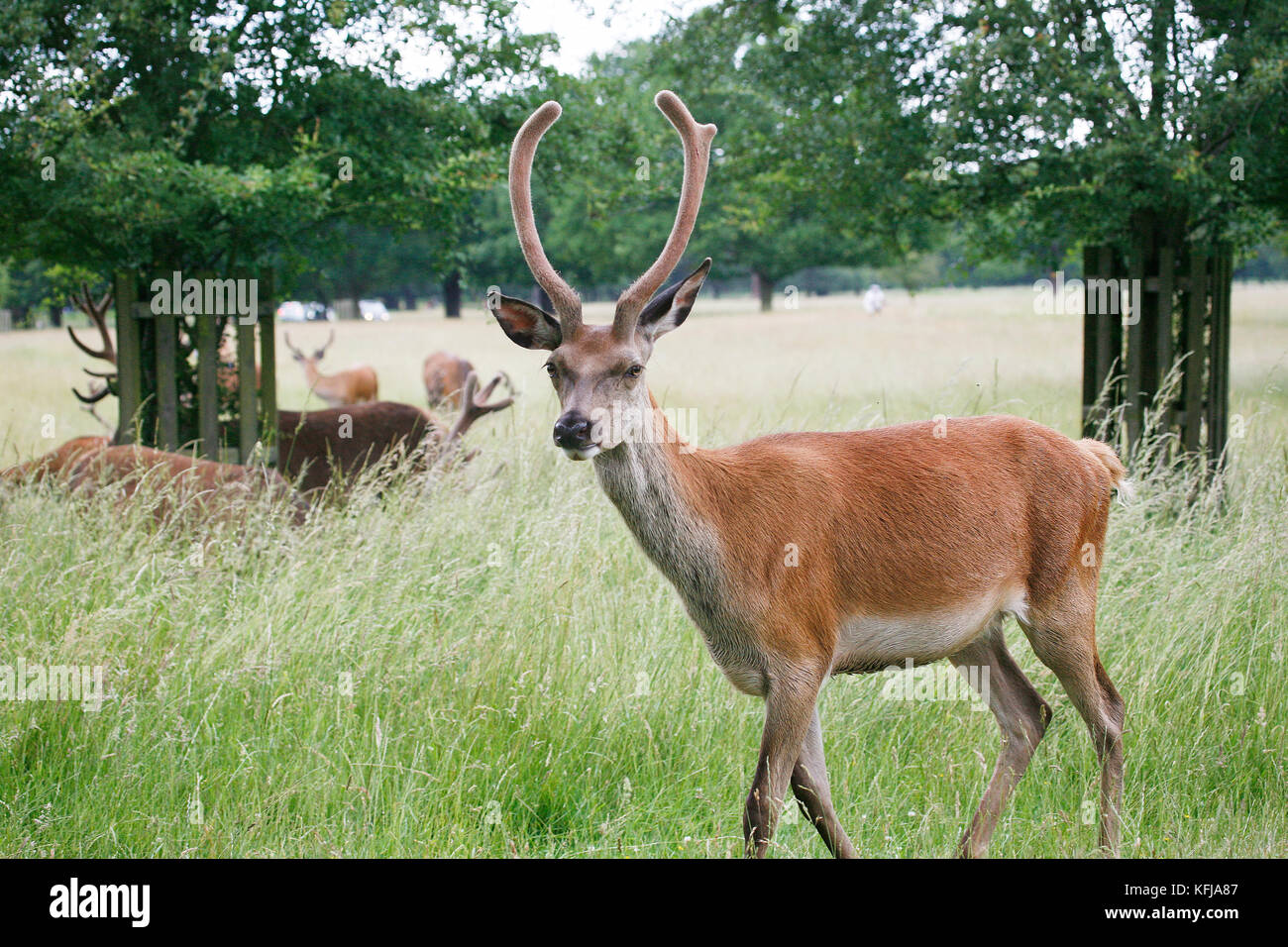 Deer in Richmond Park. Richmond park is famous for more than six ...