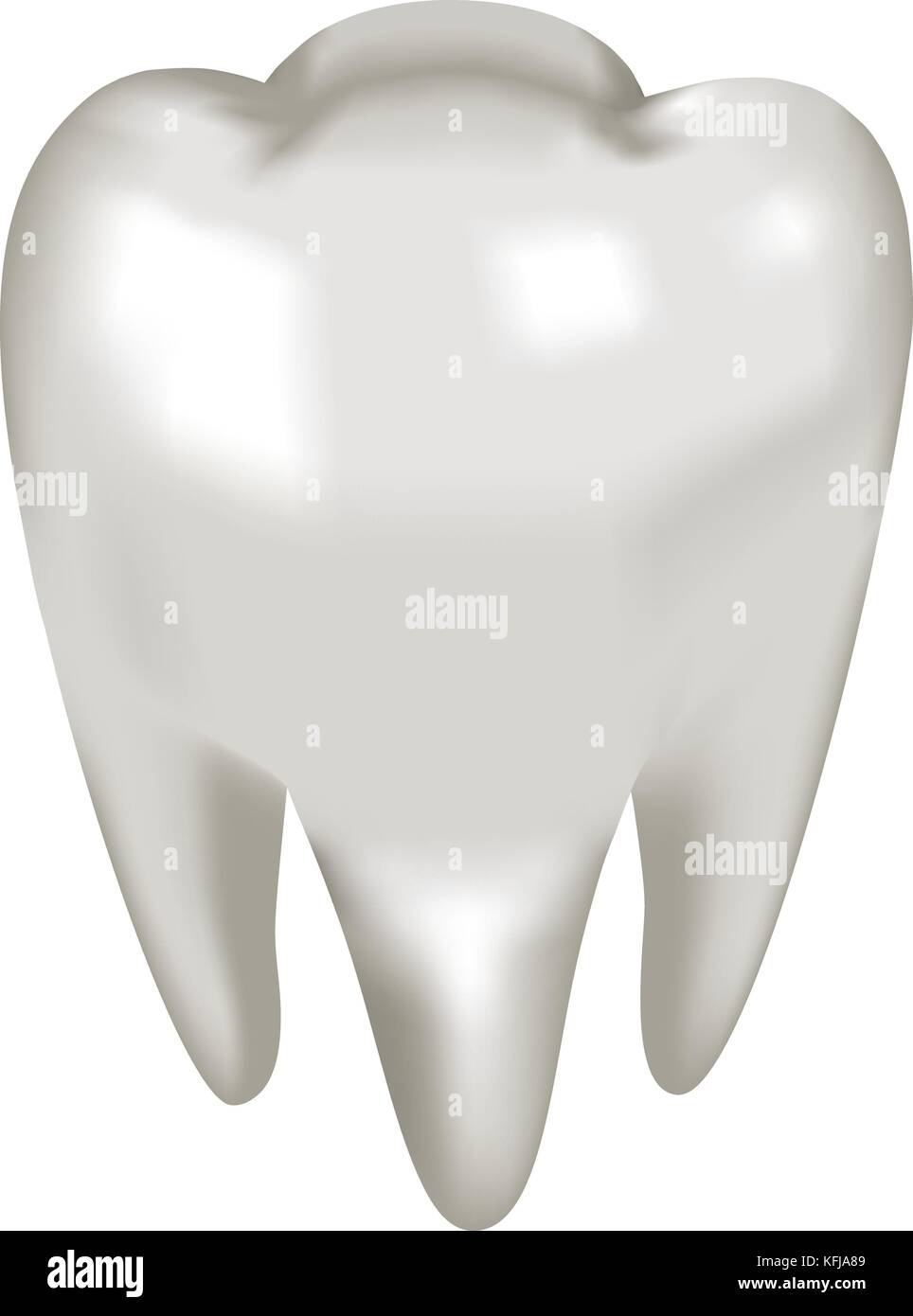 Object white tooth molar, vector Stock Vector Image & Art - Alamy