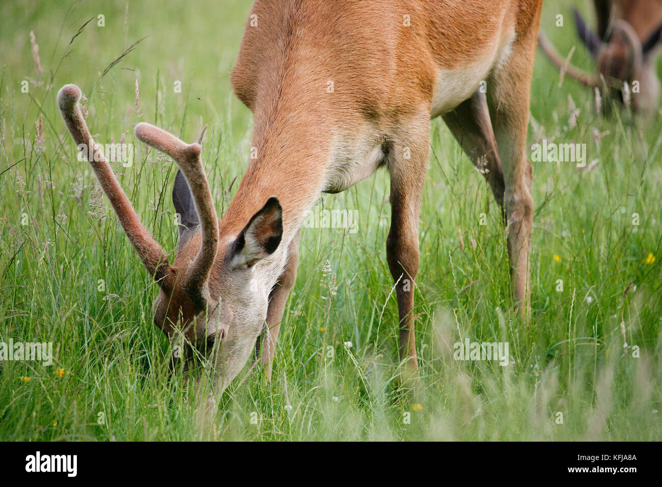 The 100 Tv Show Deer