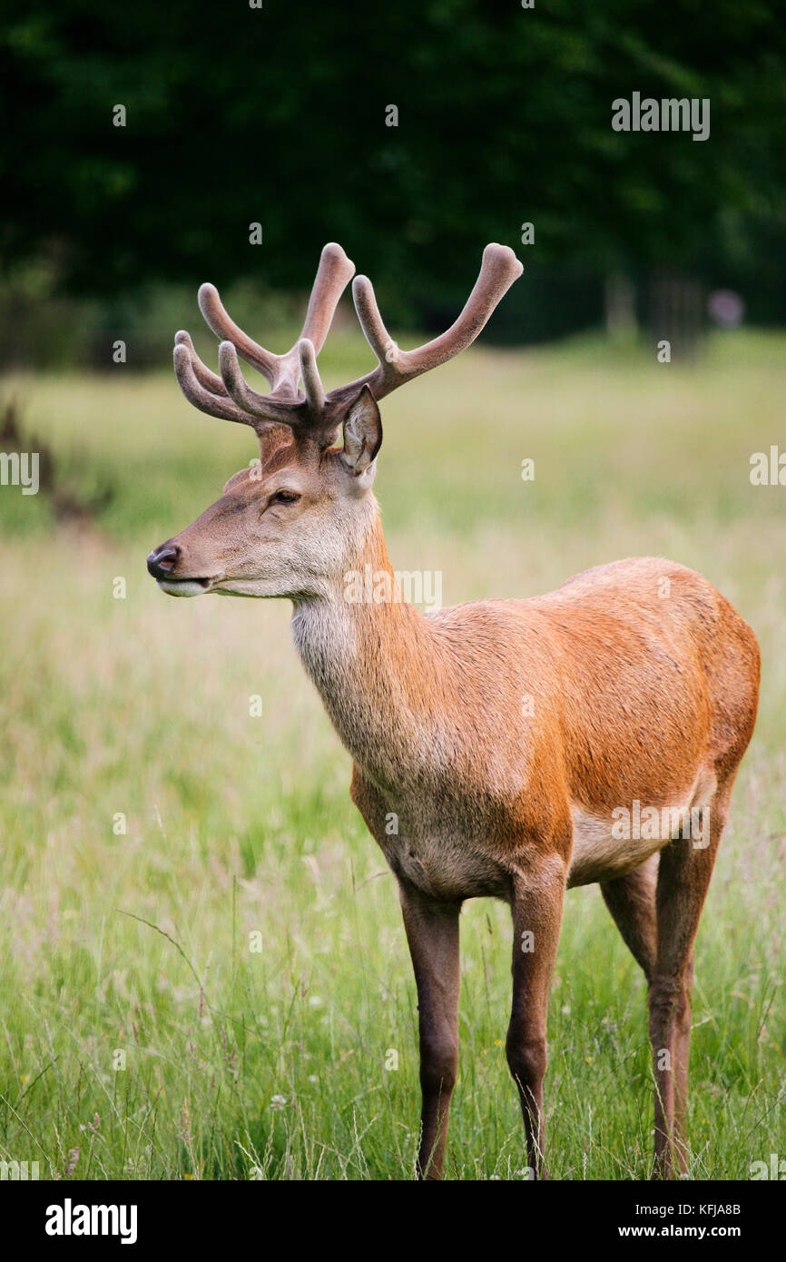 Deer in Richmond Park. Richmond park is famous for more than six ...