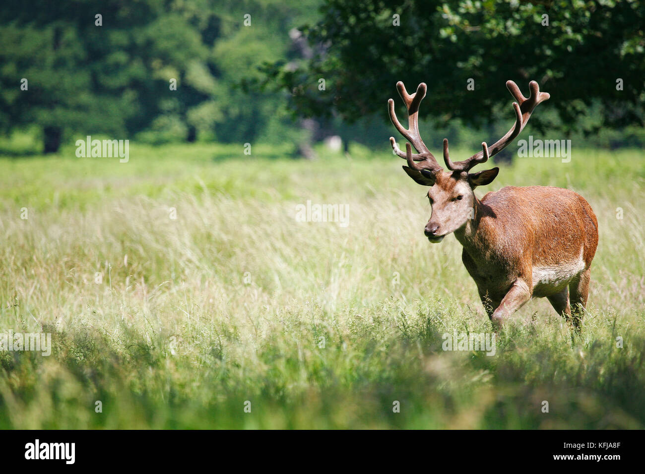 Deer in Richmond Park. Richmond park is famous for more than six ...
