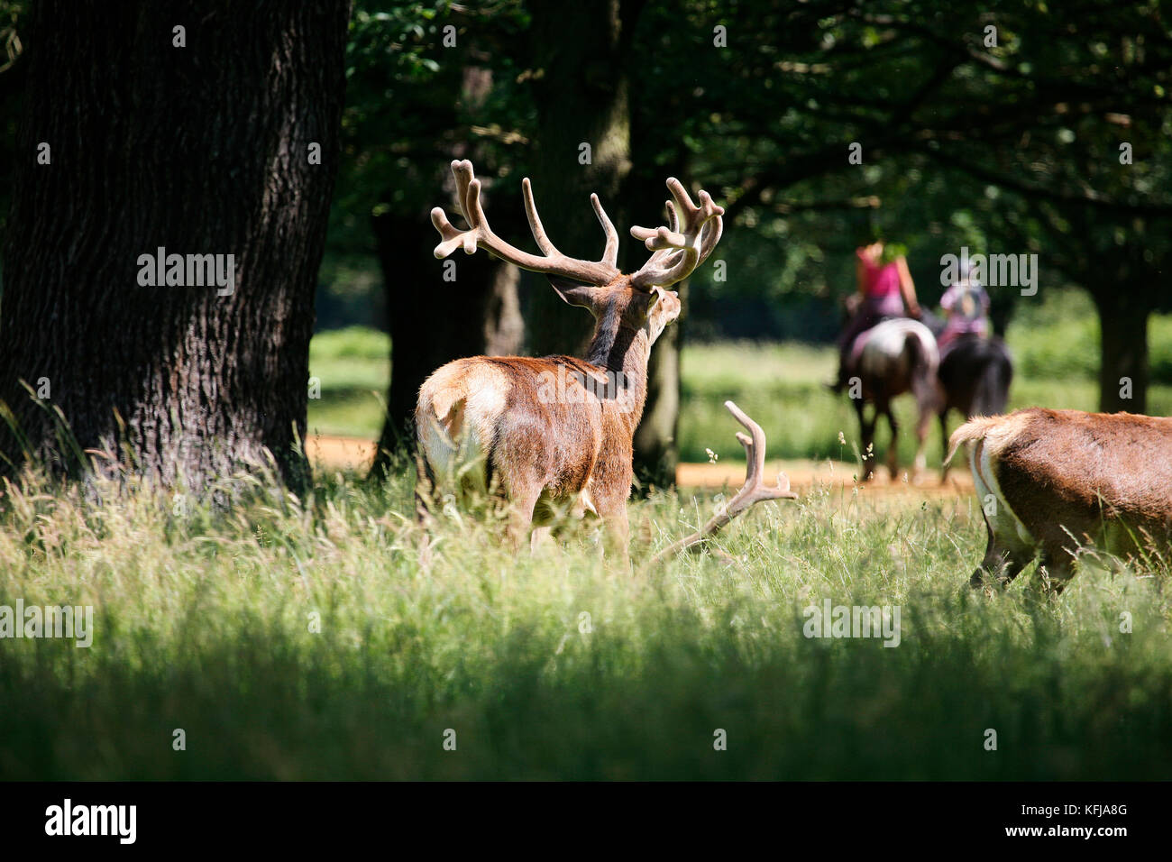 Deer in Richmond Park. Richmond park is famous for more than six ...
