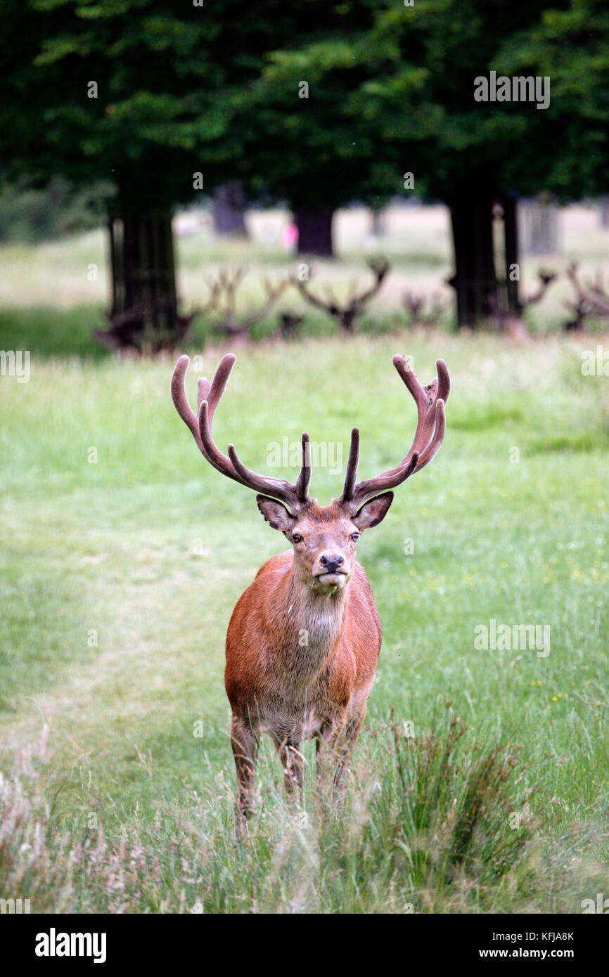 Deer in Richmond Park. Richmond park is famous for more than six ...