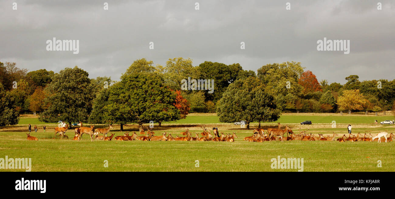 Group of deer in Richmond Park. Richmond park is famous for more than ...