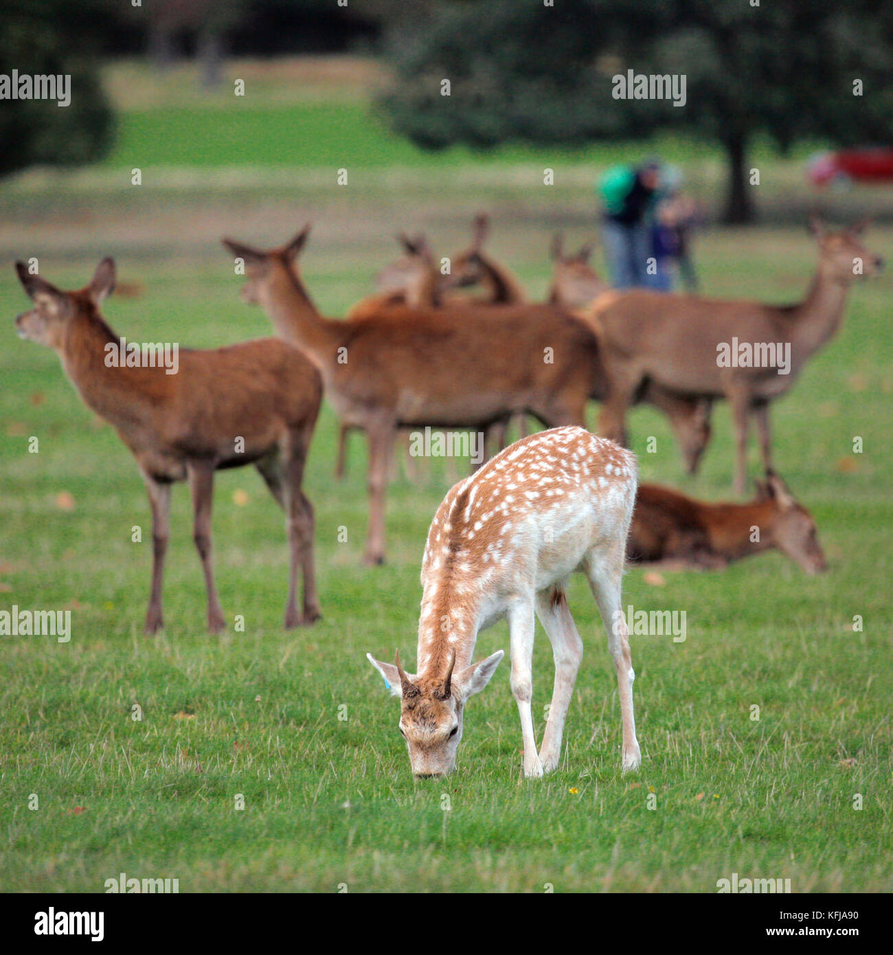 Group of deer in Richmond Park. Richmond park is famous for more than ...