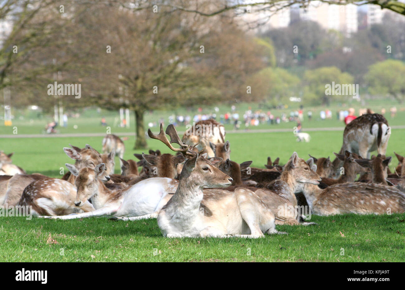 Richmond park is famous for more than six hundred red amd fallow deer ...