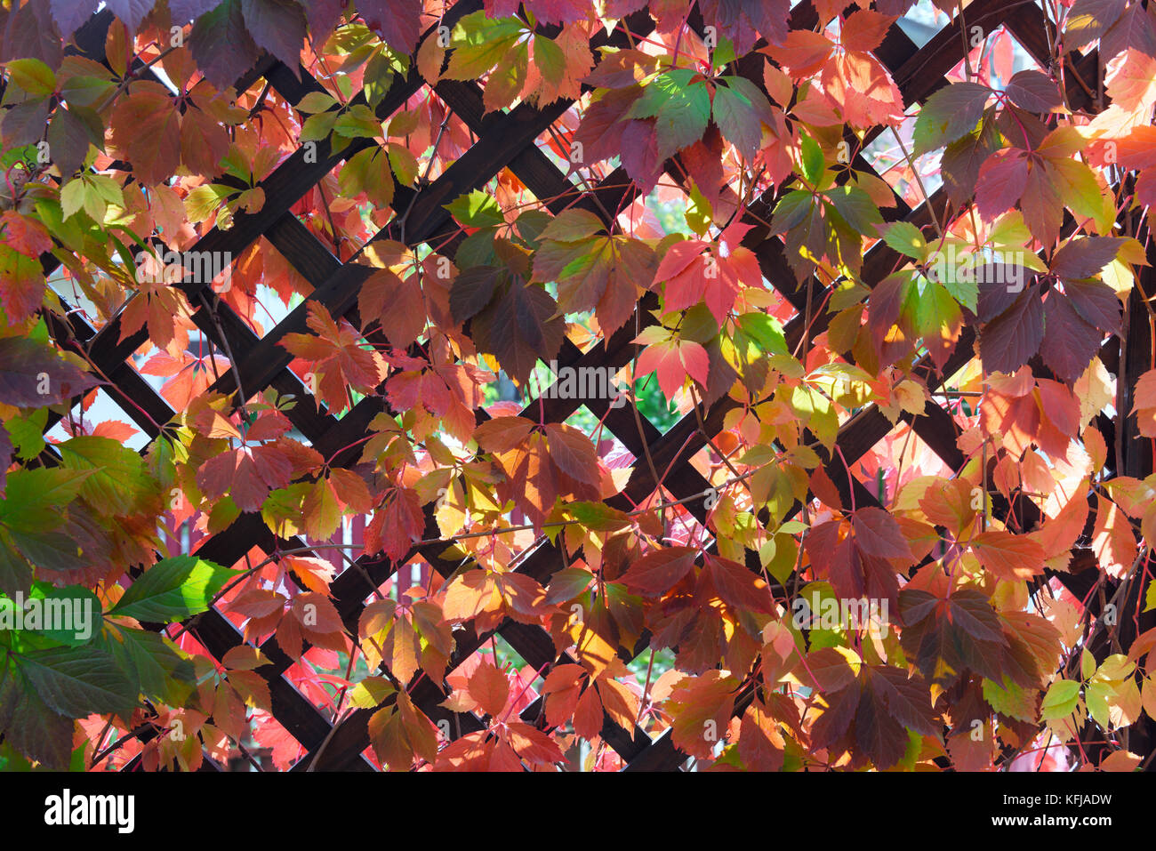 A wooden terrace wall Stock Photo - Alamy