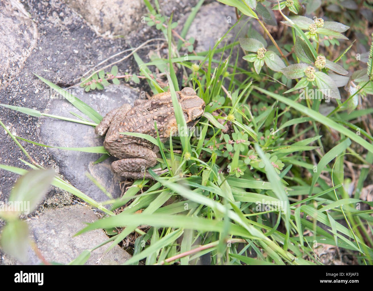 Cane toad hidden in the grass and rock in natural outdoor tropical ...
