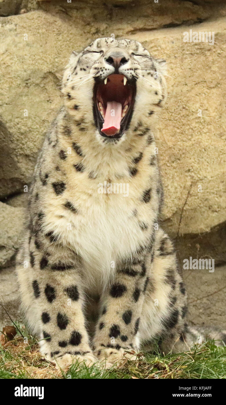 A portrait of a Snow Leopard calling Stock Photo - Alamy