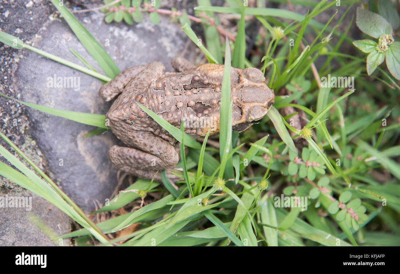 Cane toad hidden in the grass and rock in natural outdoor tropical ...