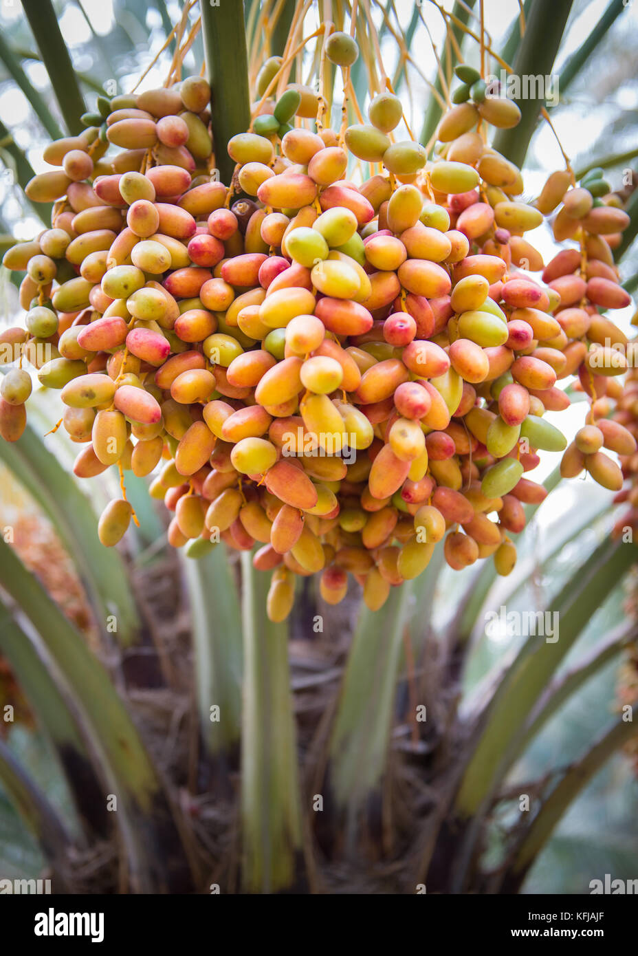 Fresh dates in Al Ain Oasis, United Arab Emirates Stock Photo - Alamy