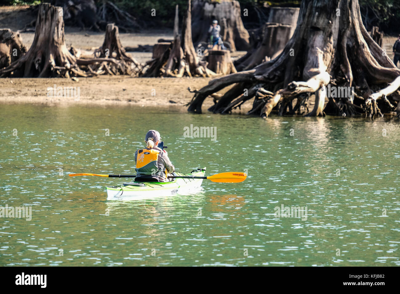 Kayakers taking picture of giant spider like tree roots and stumps in ...
