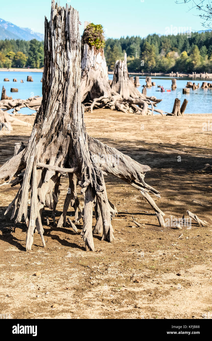 Giant spider legs like tree roots and stumps on the ground and in water ...