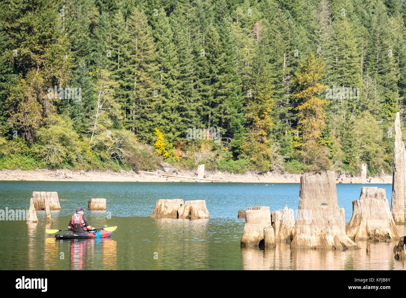 A man kayaking on calm water between dead tree stumps above water in ...