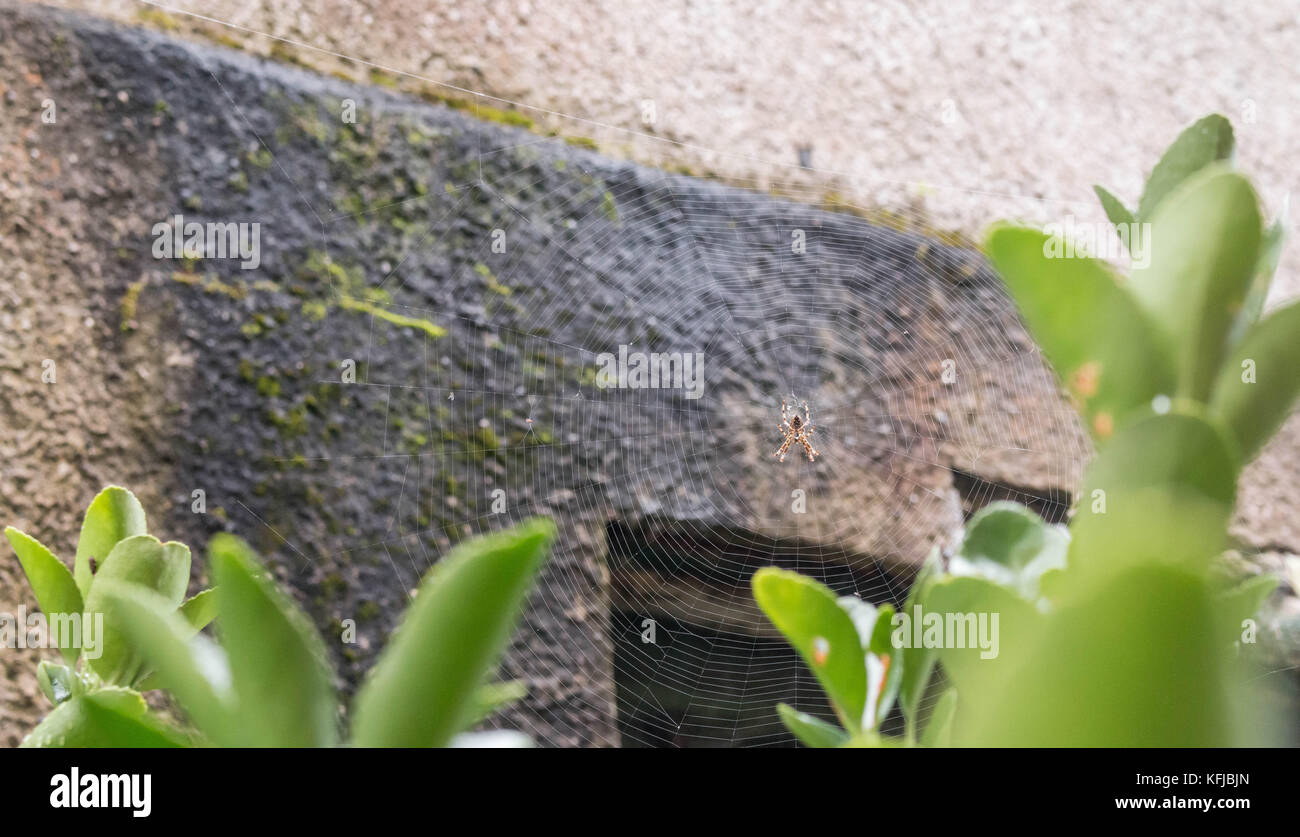 Spider in web attached to wall and garden Stock Photo - Alamy