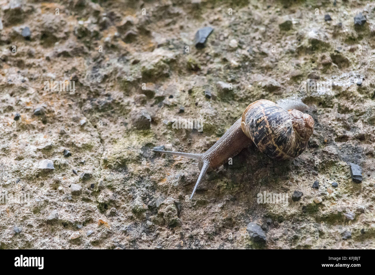 Common garden snail, Cornu aspersum, attached to concrete wall Stock ...