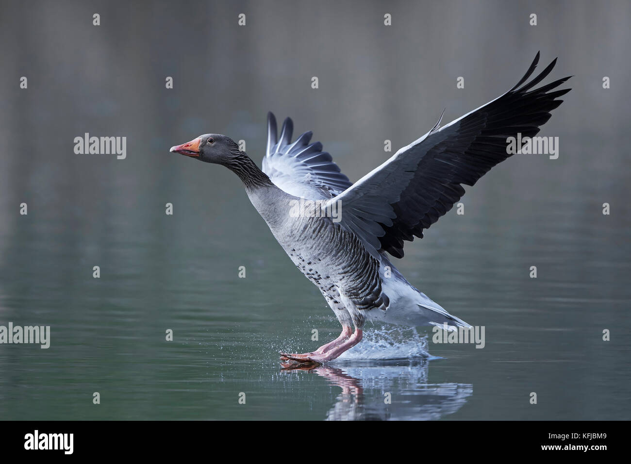 Greylag goose with open wings landing in water Stock Photo - Alamy