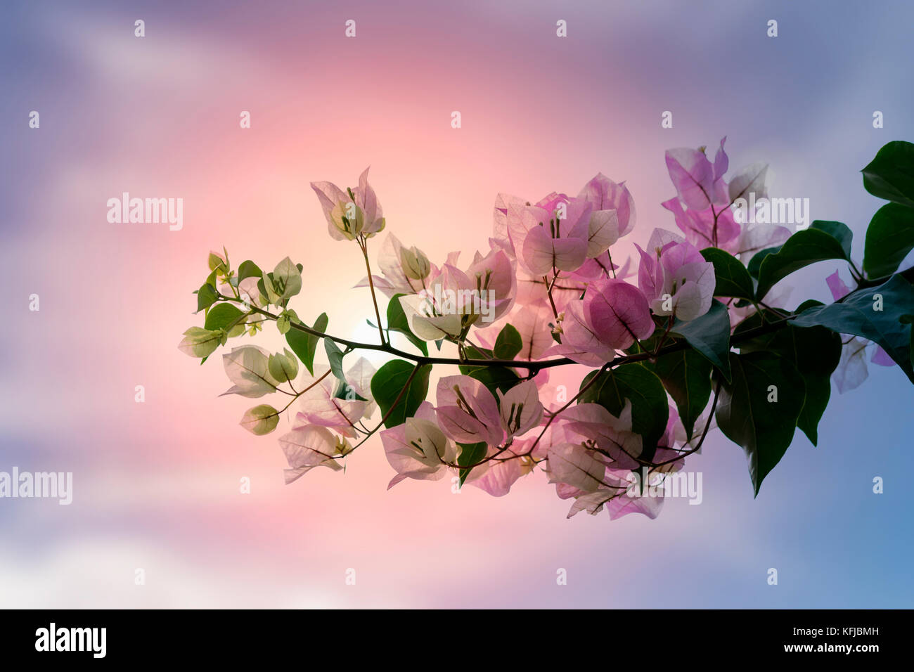 Pink flowers and beautiful sky Stock Photo - Alamy