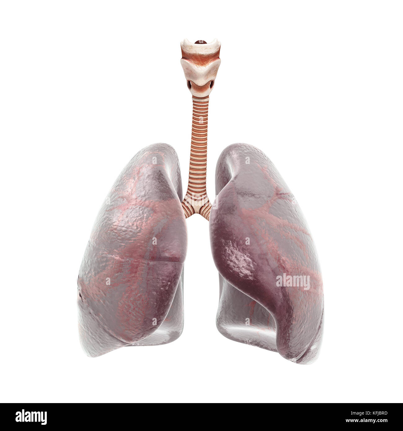 Human lungs and trachea. 3d render Stock Photo - Alamy