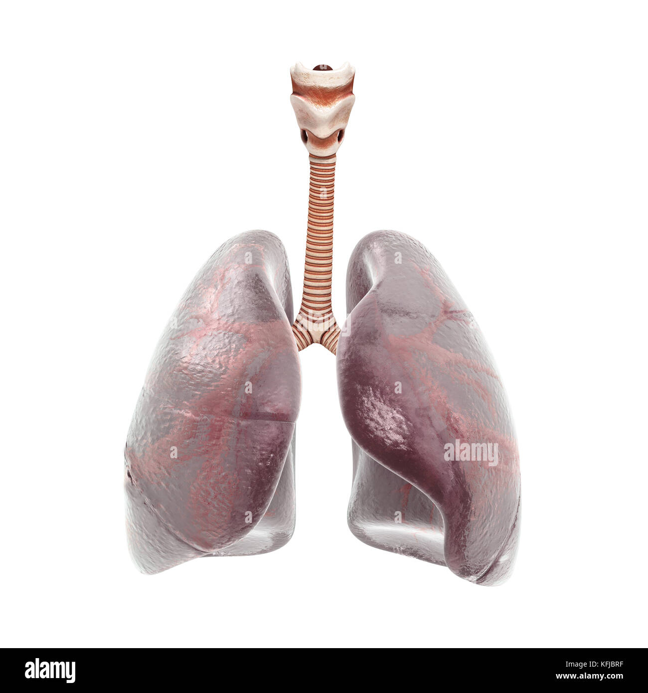 Human organ lungs color Cut Out Stock Images & Pictures - Alamy