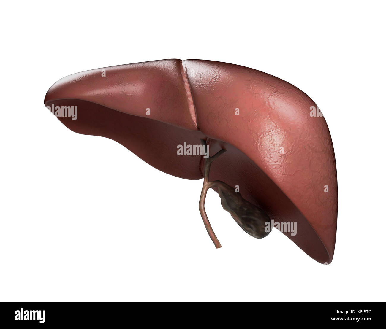 Healthy gallbladder hi-res stock photography and images - Alamy