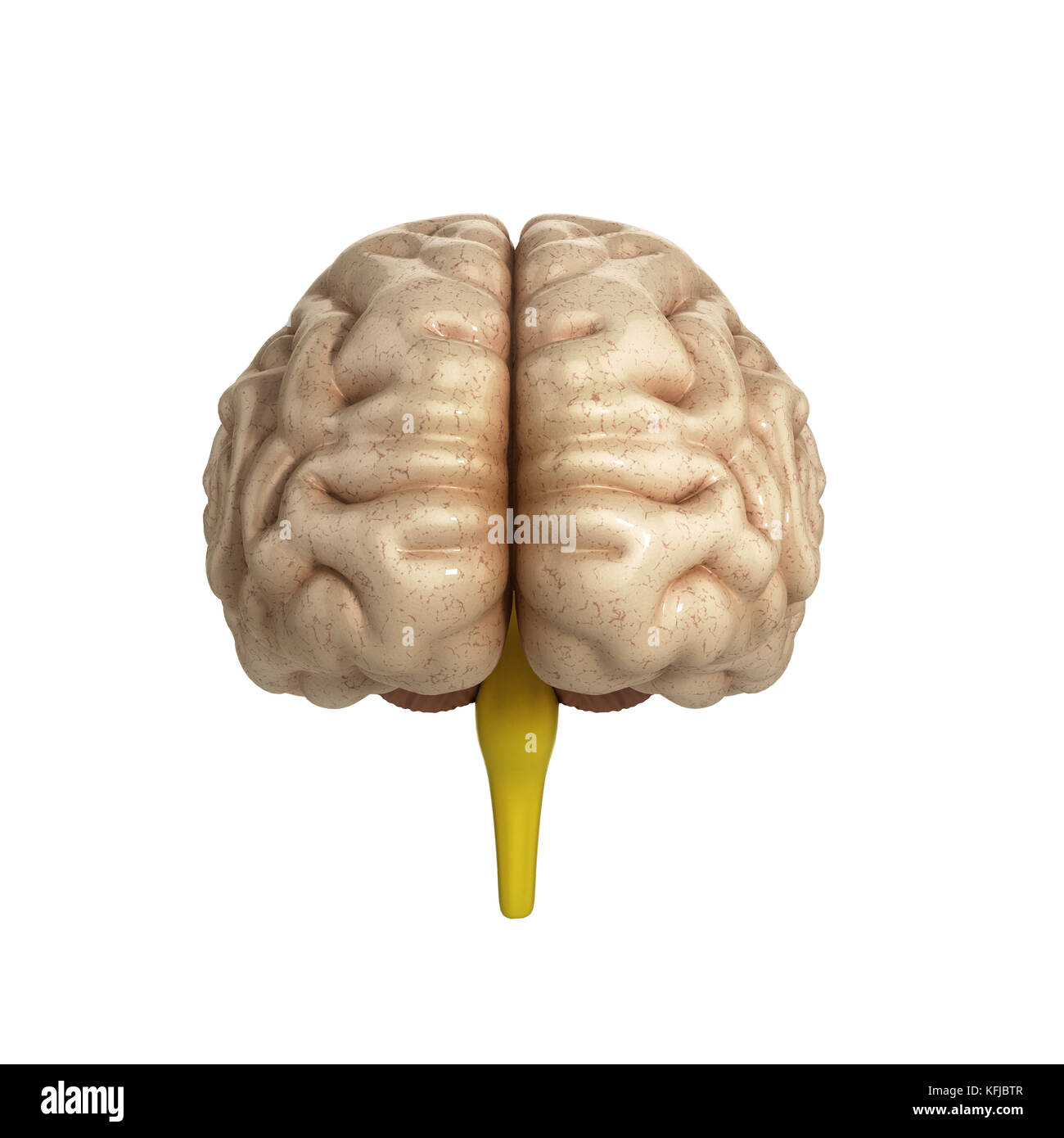 Brain anatomy human brain lateral Cut Out Stock Images & Pictures - Alamy