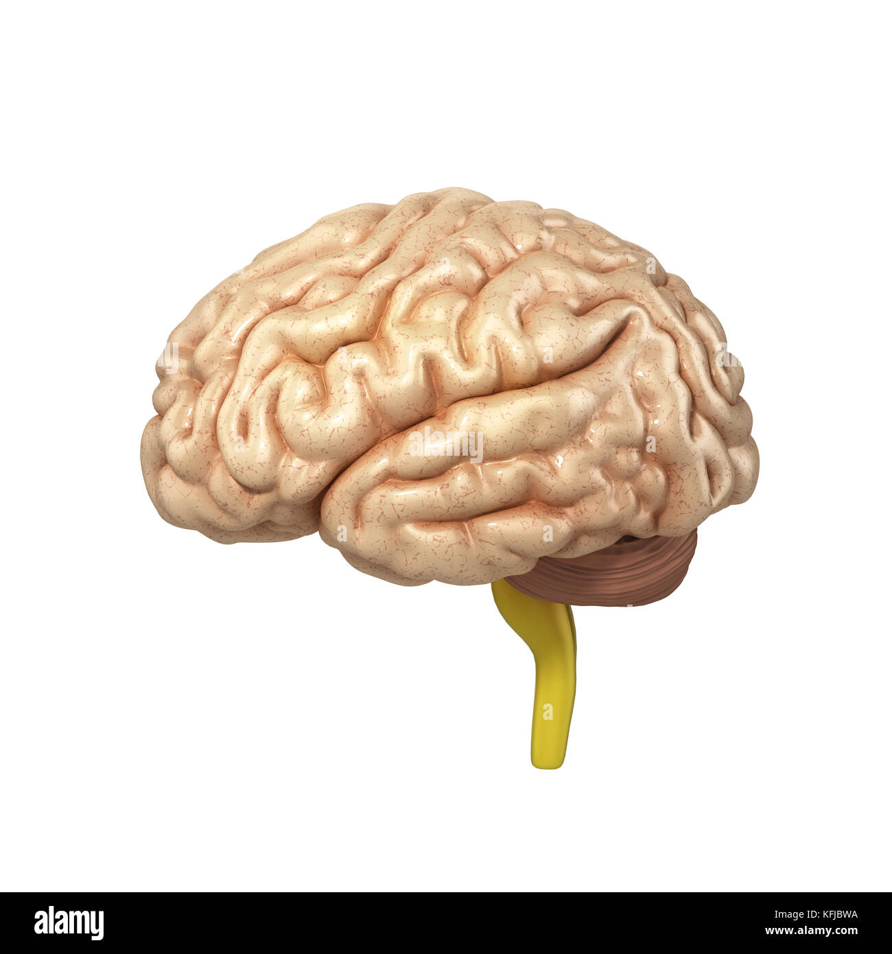 medically accurate illustration of the brain 3d render Stock Photo - Alamy