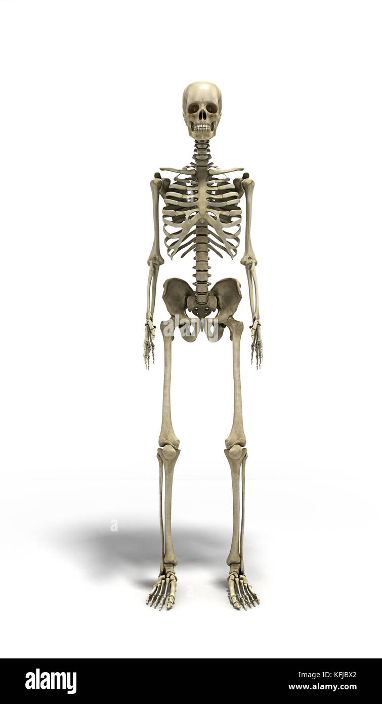 medical accurate 3d illustration of the human skeleton Stock Photo - Alamy