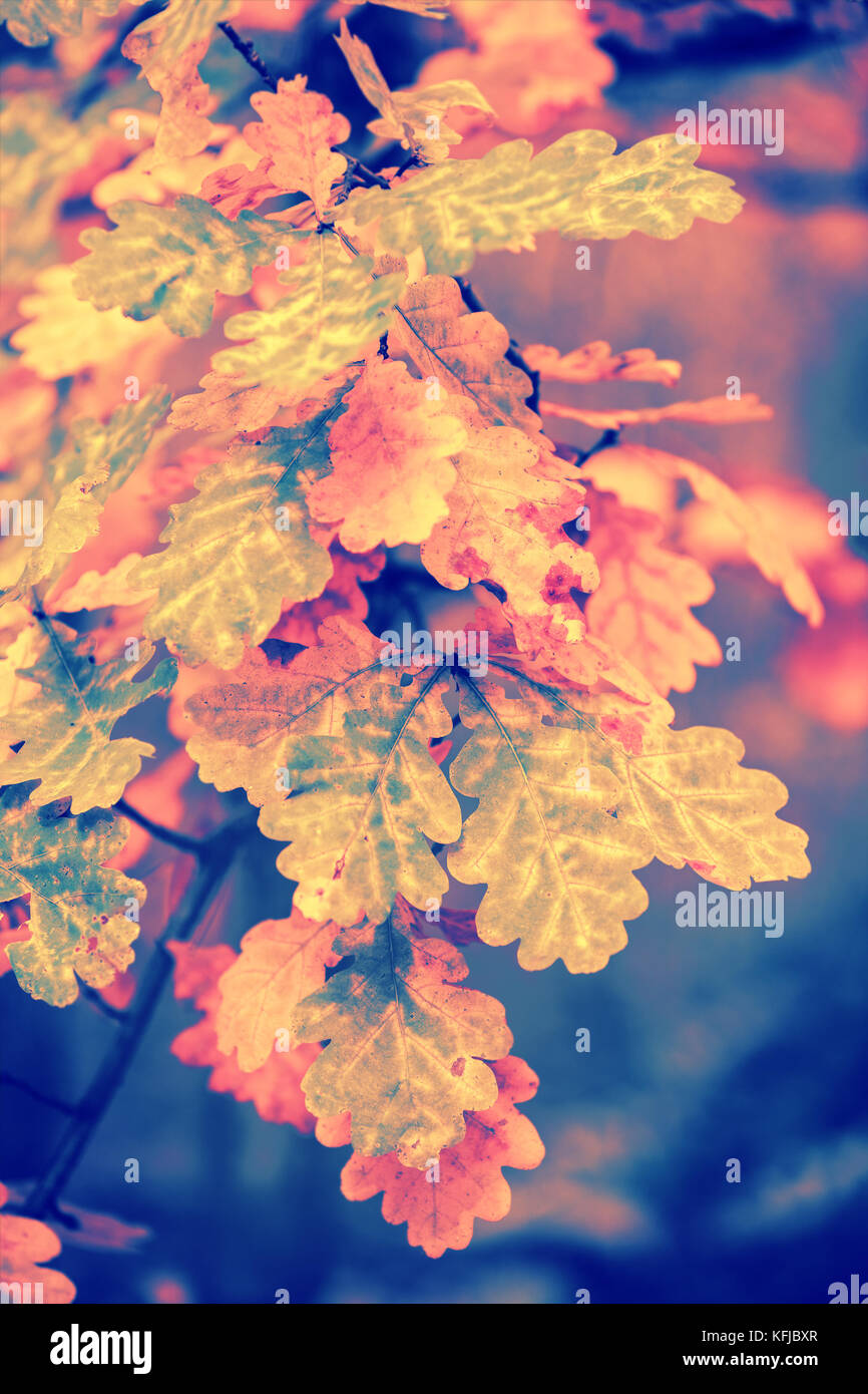 Oak branch with colorful leaves in the forest in autumn Stock Photo - Alamy