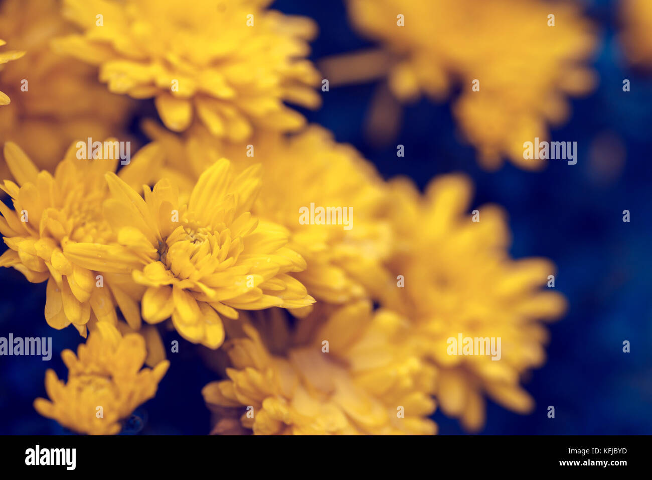 Blossoming flowers in a garden Stock Photo - Alamy