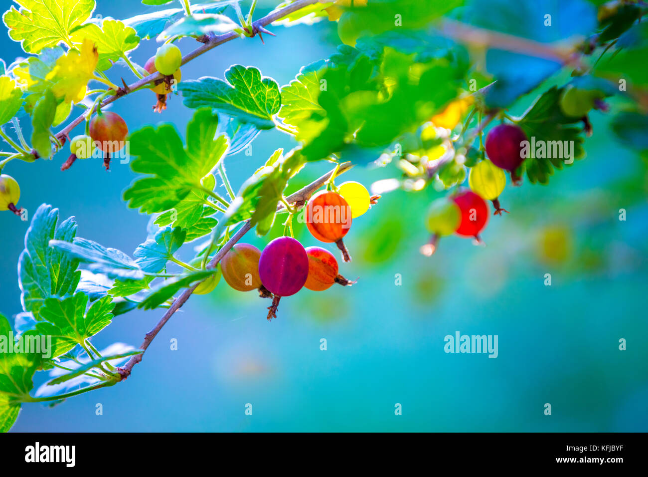 Gooseberry bush in the orchard. Red gooseberry on a branch of ...