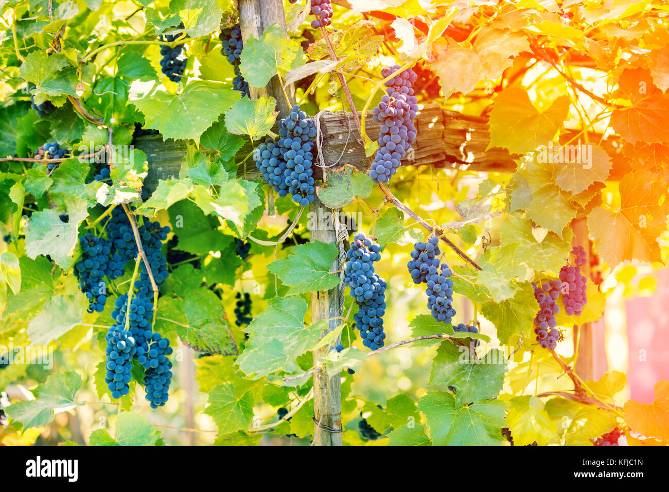Mellow grapes on grapevines sunrise hi-res stock photography and images ...