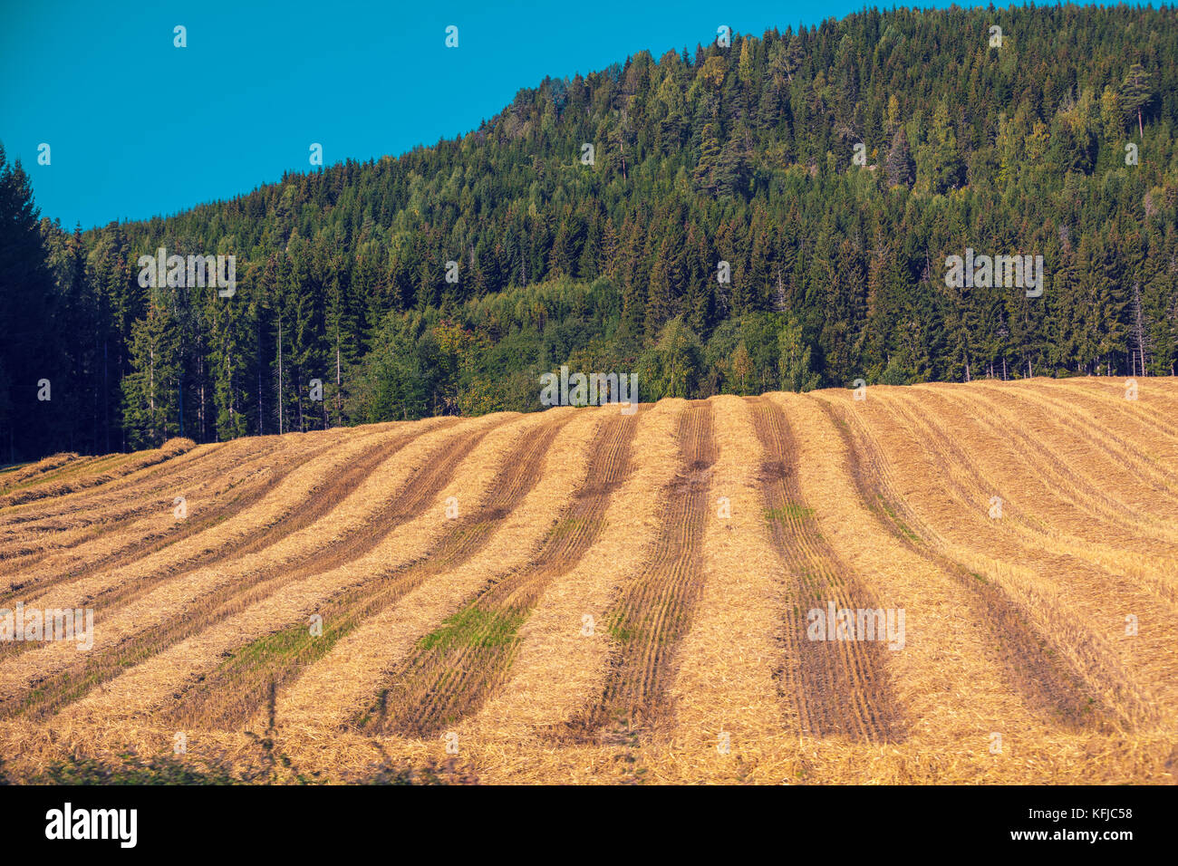 Rural landscape, a field of sloping wheat against the mountain Stock ...