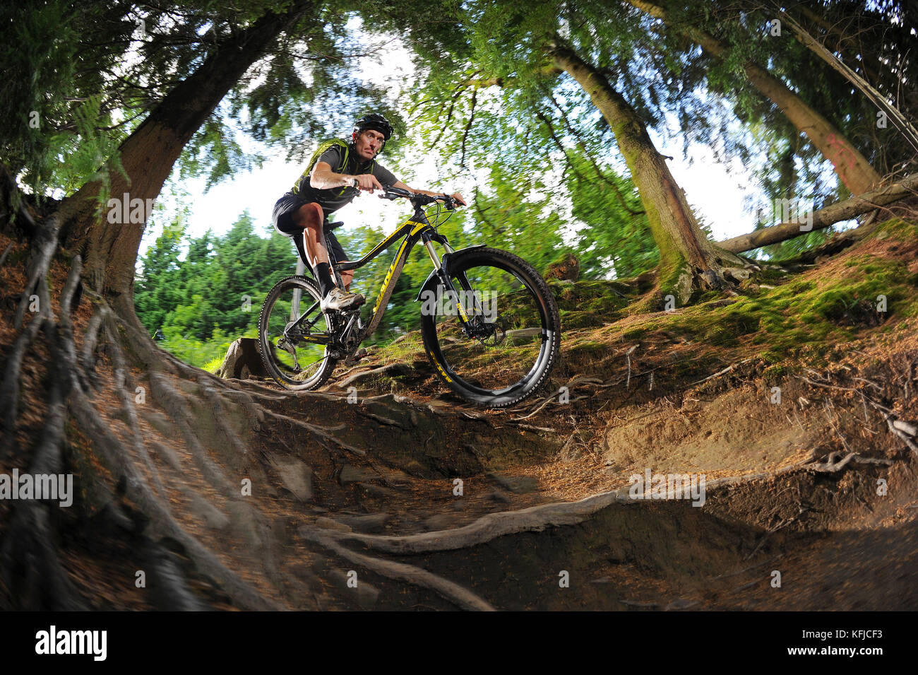 Forest mountain trail roots hi-res stock photography and images - Alamy