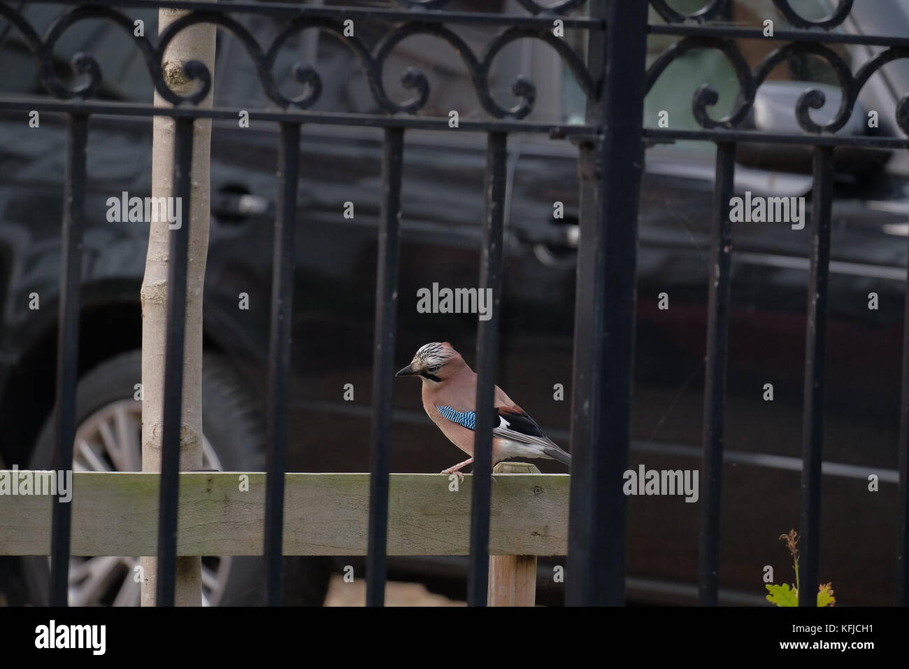 perched jay bird Stock Photo - Alamy