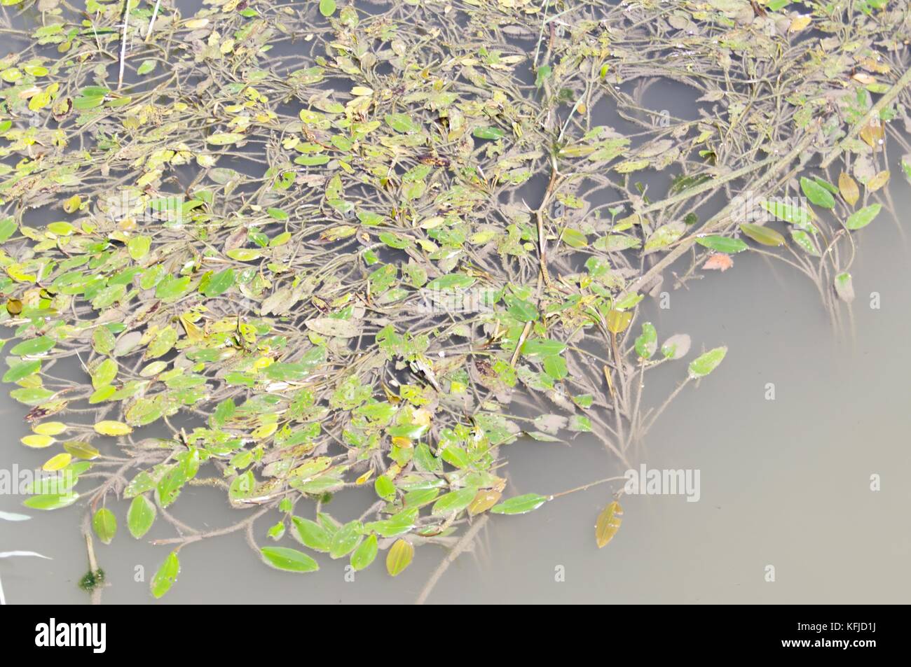 Plants of river or reservoir floating in the surface of the water Stock ...