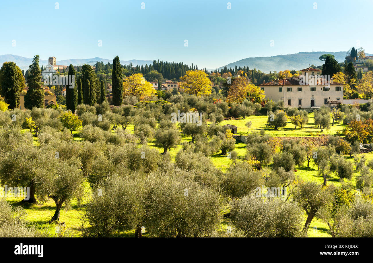 Autumn olive trees tuscany hi-res stock photography and images - Alamy