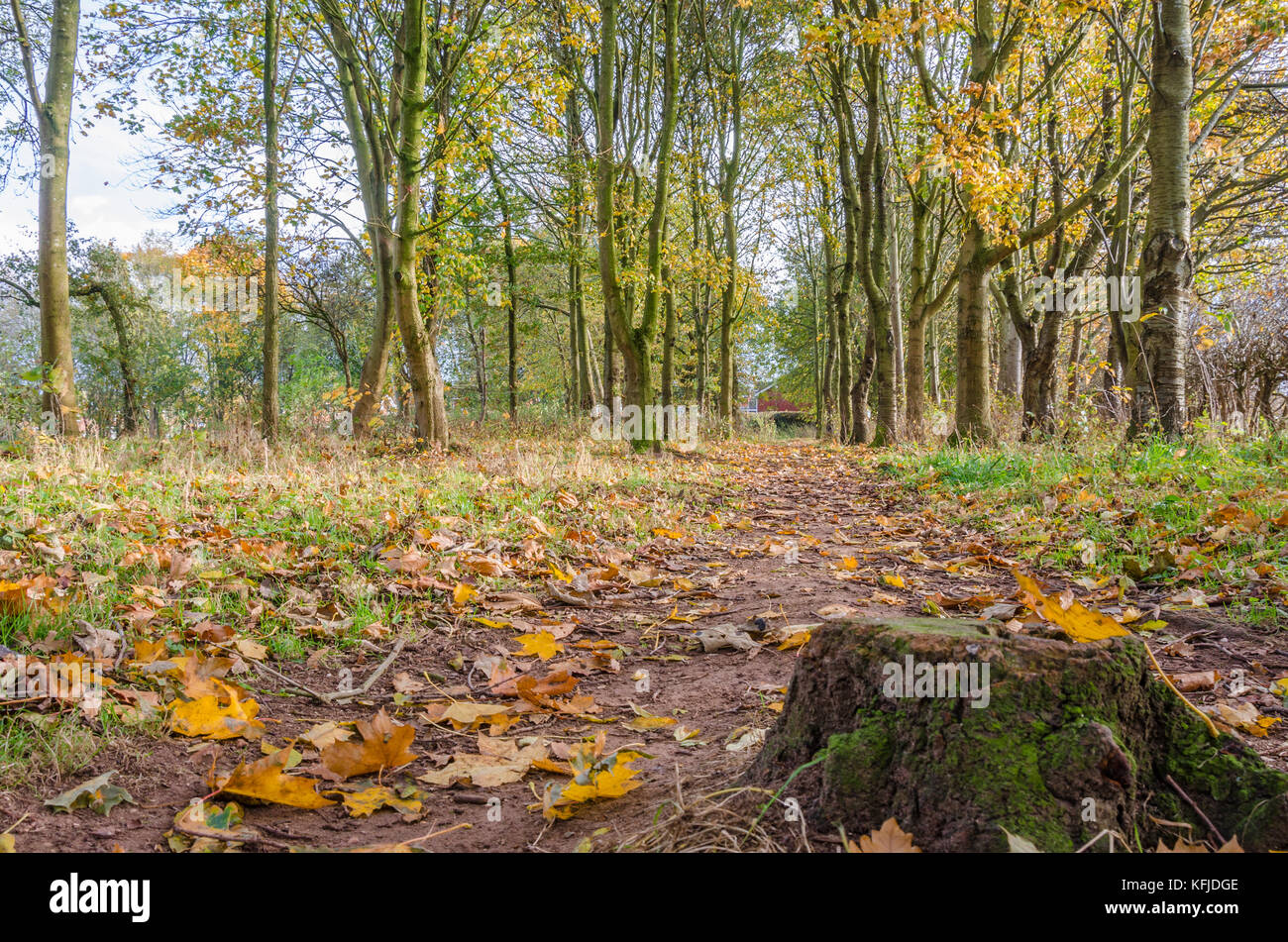 Colourful woodland scene hi-res stock photography and images - Alamy