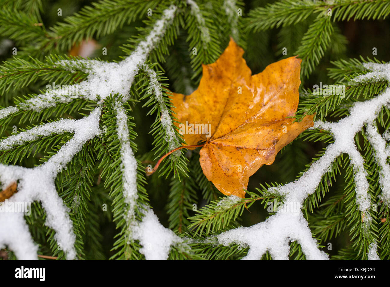 Lonely maple leaf at autumn november day with snow on fir branches ...