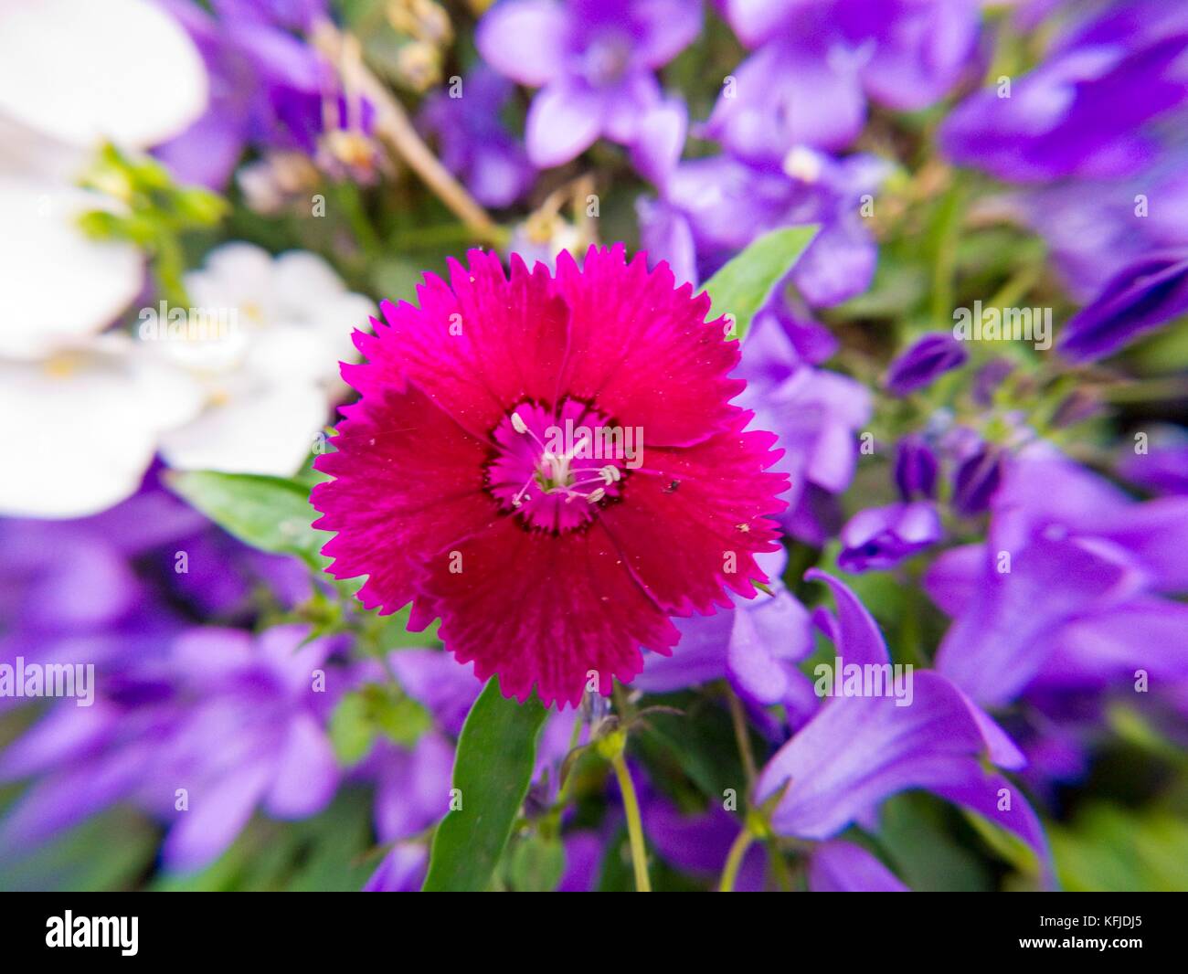 Zoomed in flower hi-res stock photography and images - Alamy