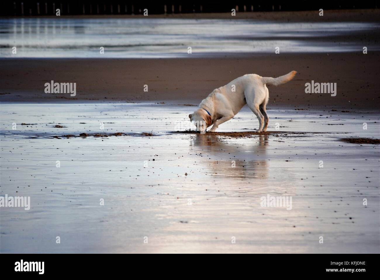 Golden Labrador dog digging on beach Stock Photo - Alamy