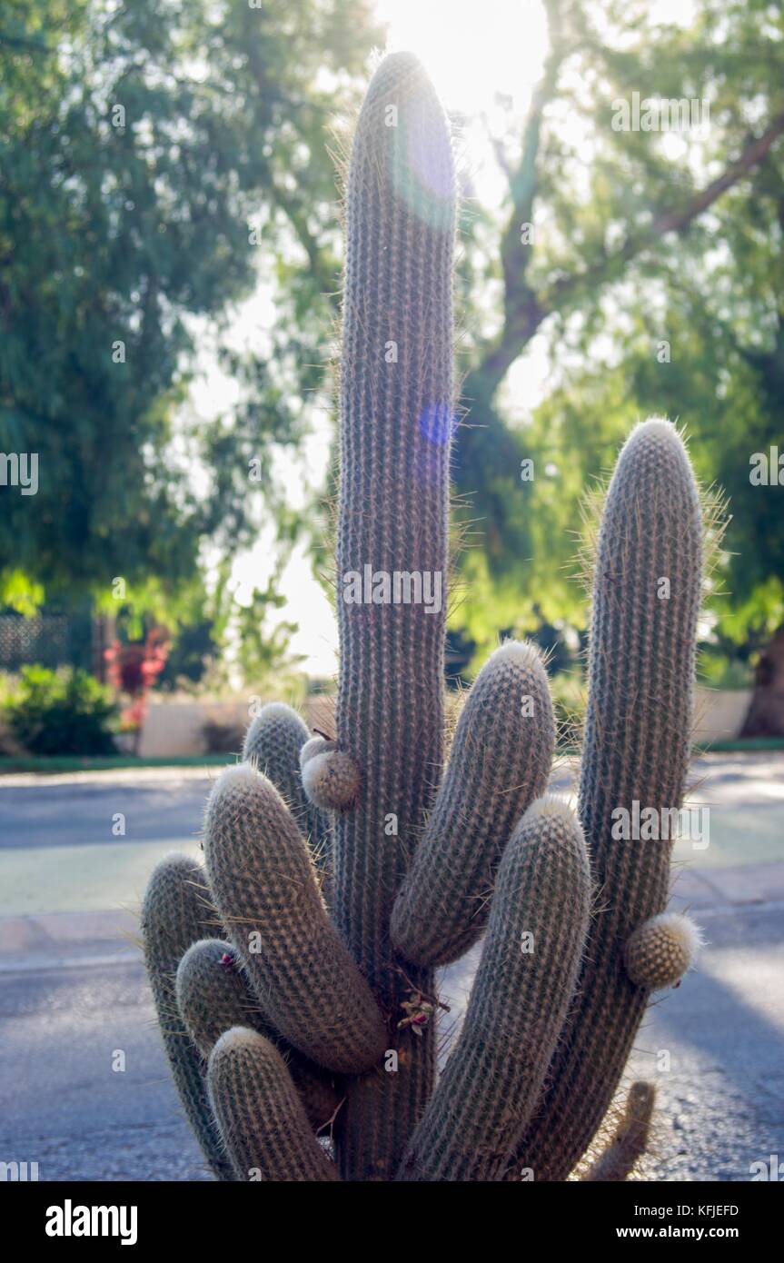 Cleisto hi-res stock photography and images - Alamy