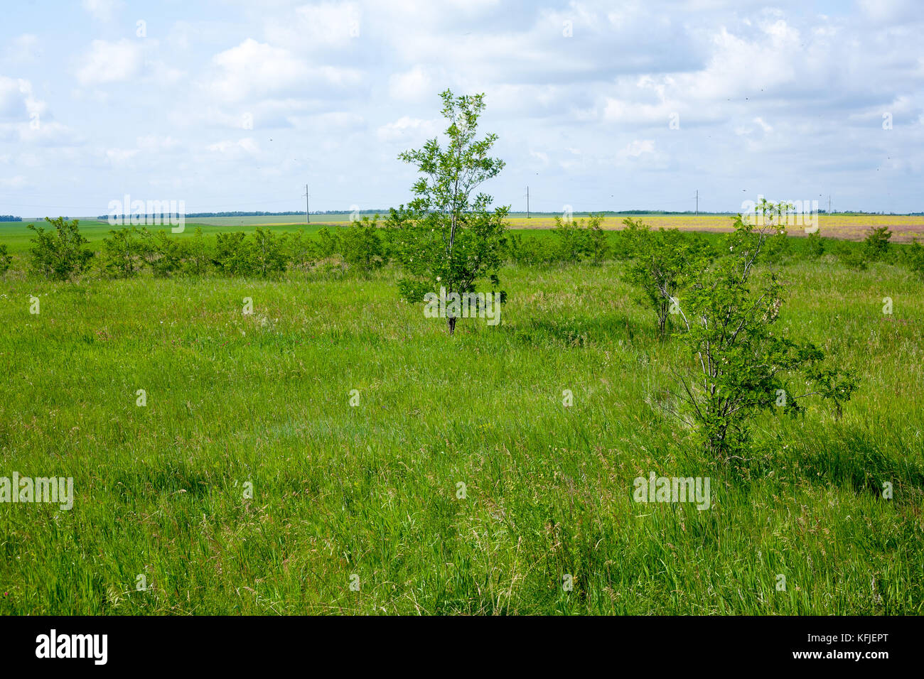 rural landscape green grass and trees Stock Photo - Alamy