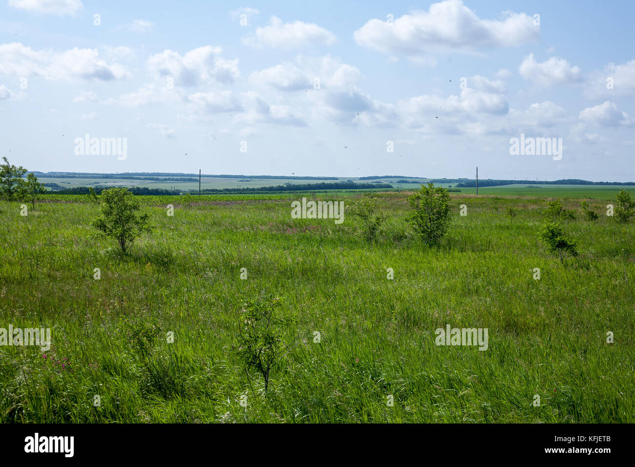 rural landscape green grass and trees Stock Photo - Alamy