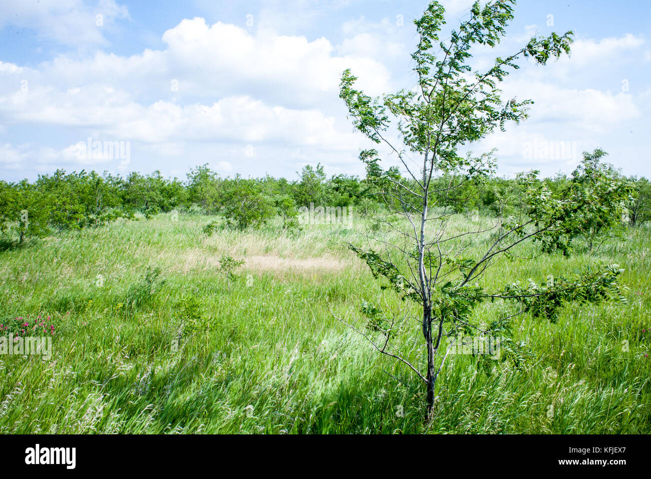 rural landscape green grass and trees Stock Photo - Alamy