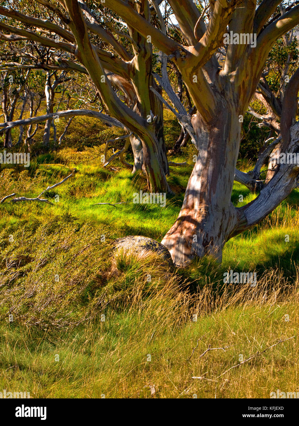 Australia: Snow gums, Snowy Mountains, NSW Stock Photo - Alamy